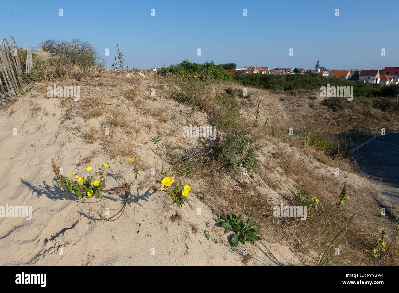 Parabolic sand dune hi-res stock photography and images - Alamy