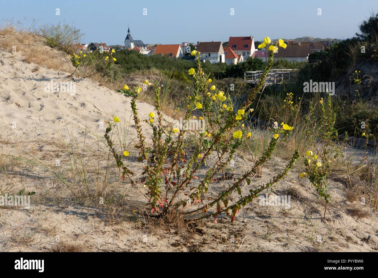France, Region Hauts de France, Pas de Calais, Cote d'Opale, Merlimont ...