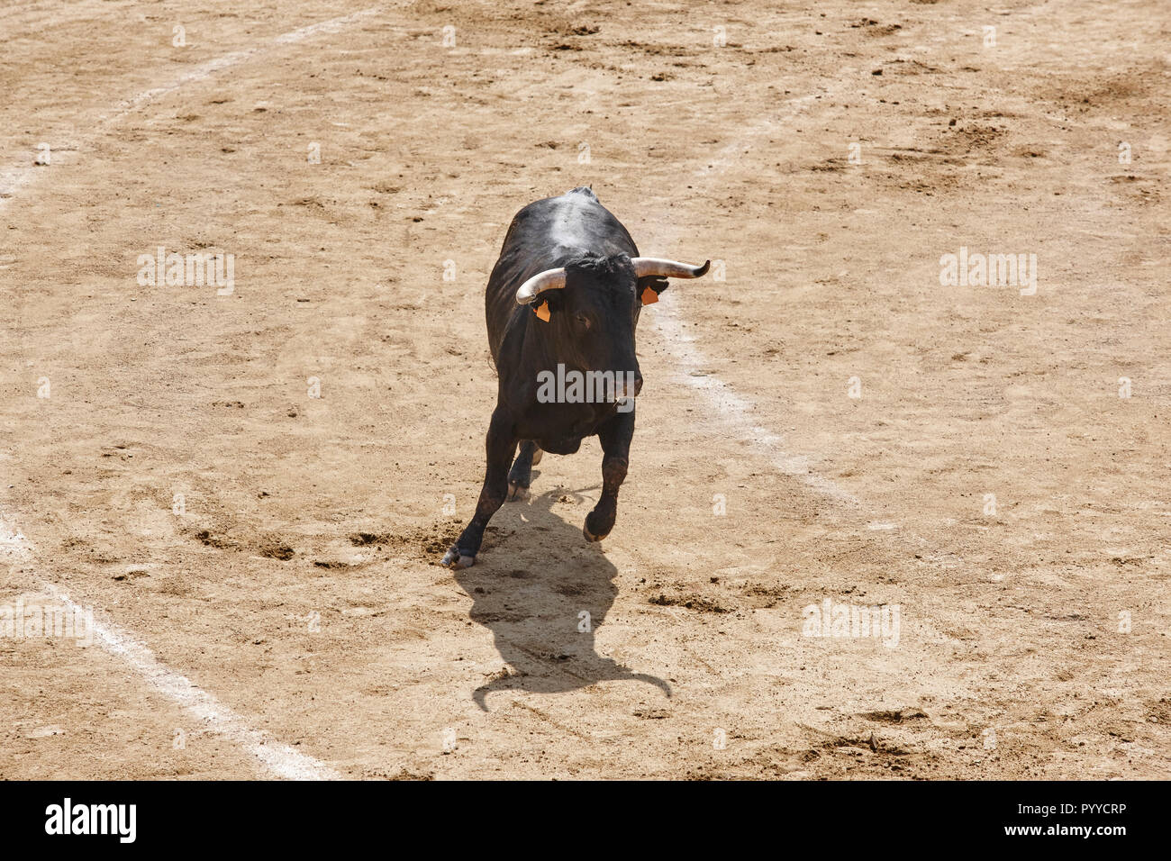 Fighting bull in the arena. Bullring. Toro bravo. Spain. Horizontal ...