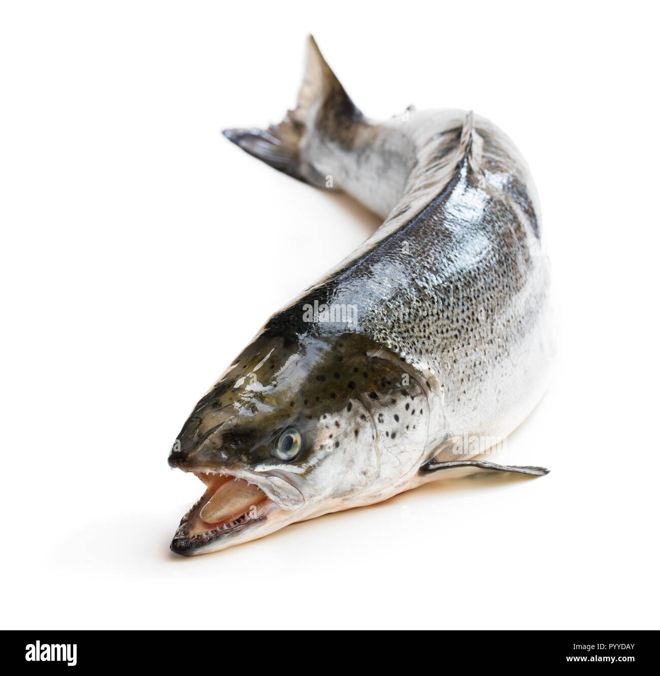 Whole salmon fish isolated on white background Stock Photo - Alamy