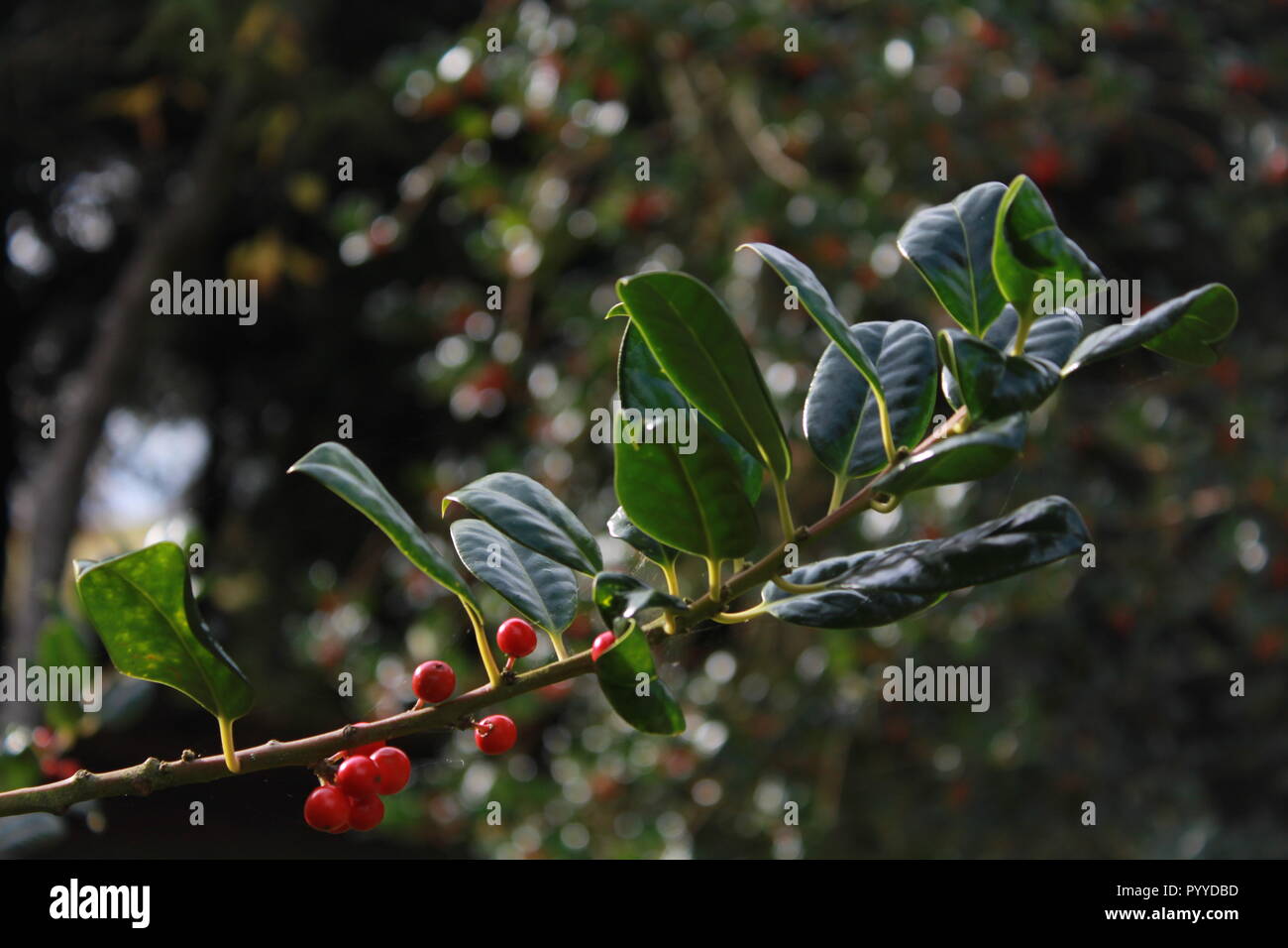 Berry bush hi-res stock photography and images - Alamy