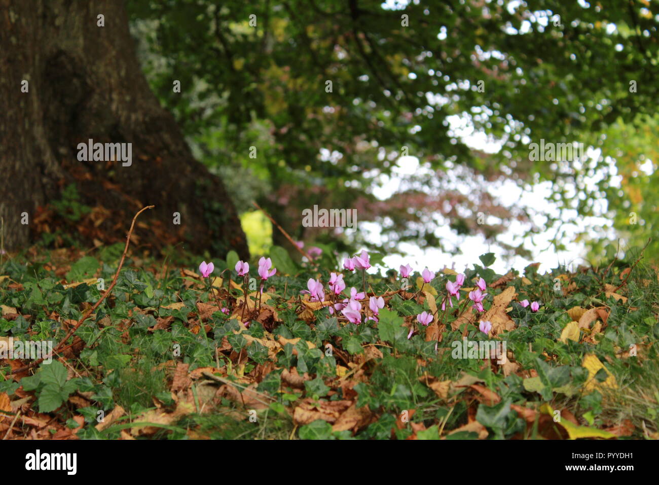 Wild pretty pink flowers by a tree Stock Photo - Alamy