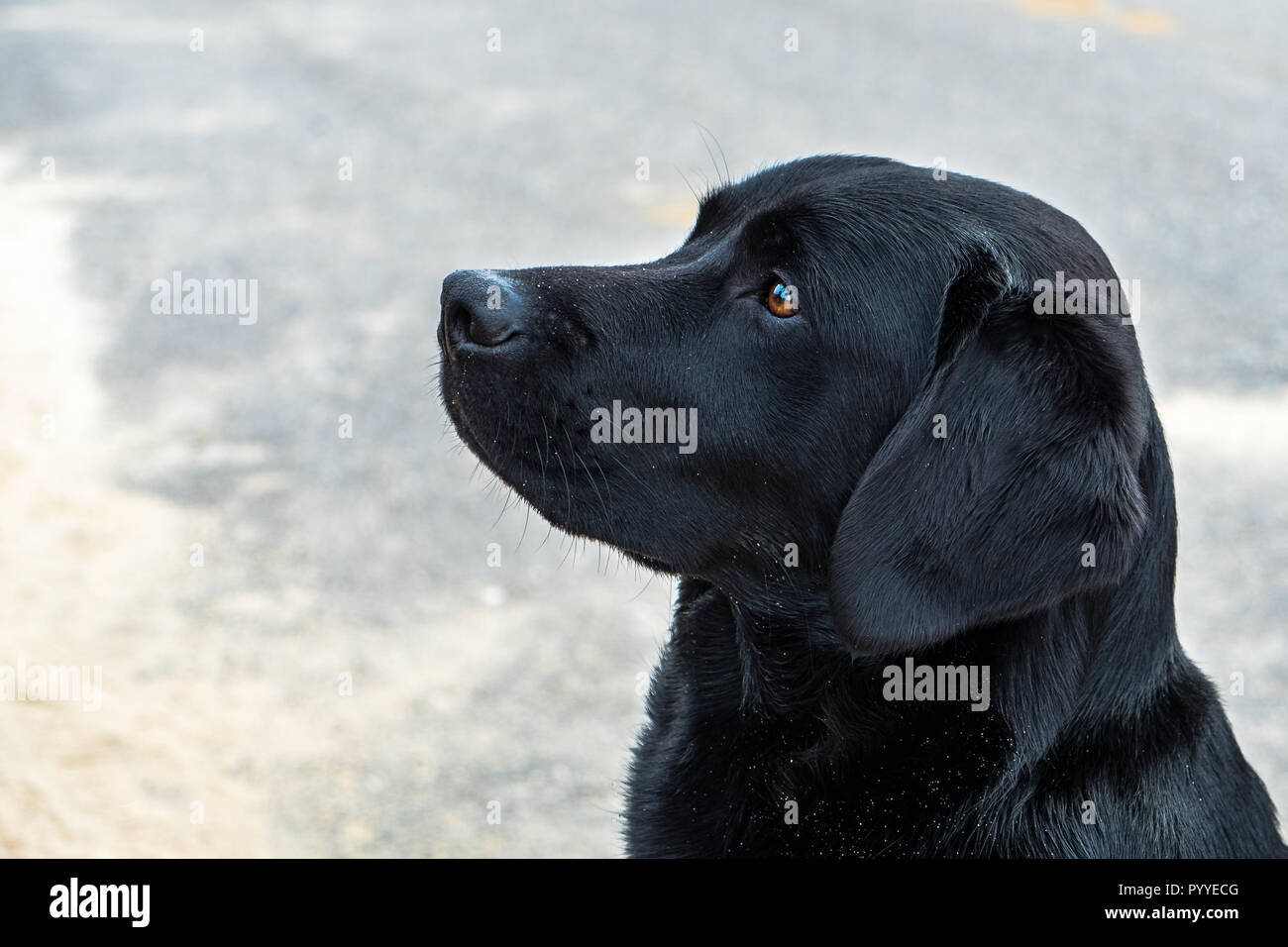 Portrait of a Labrador Retriever pup Stock Photo - Alamy