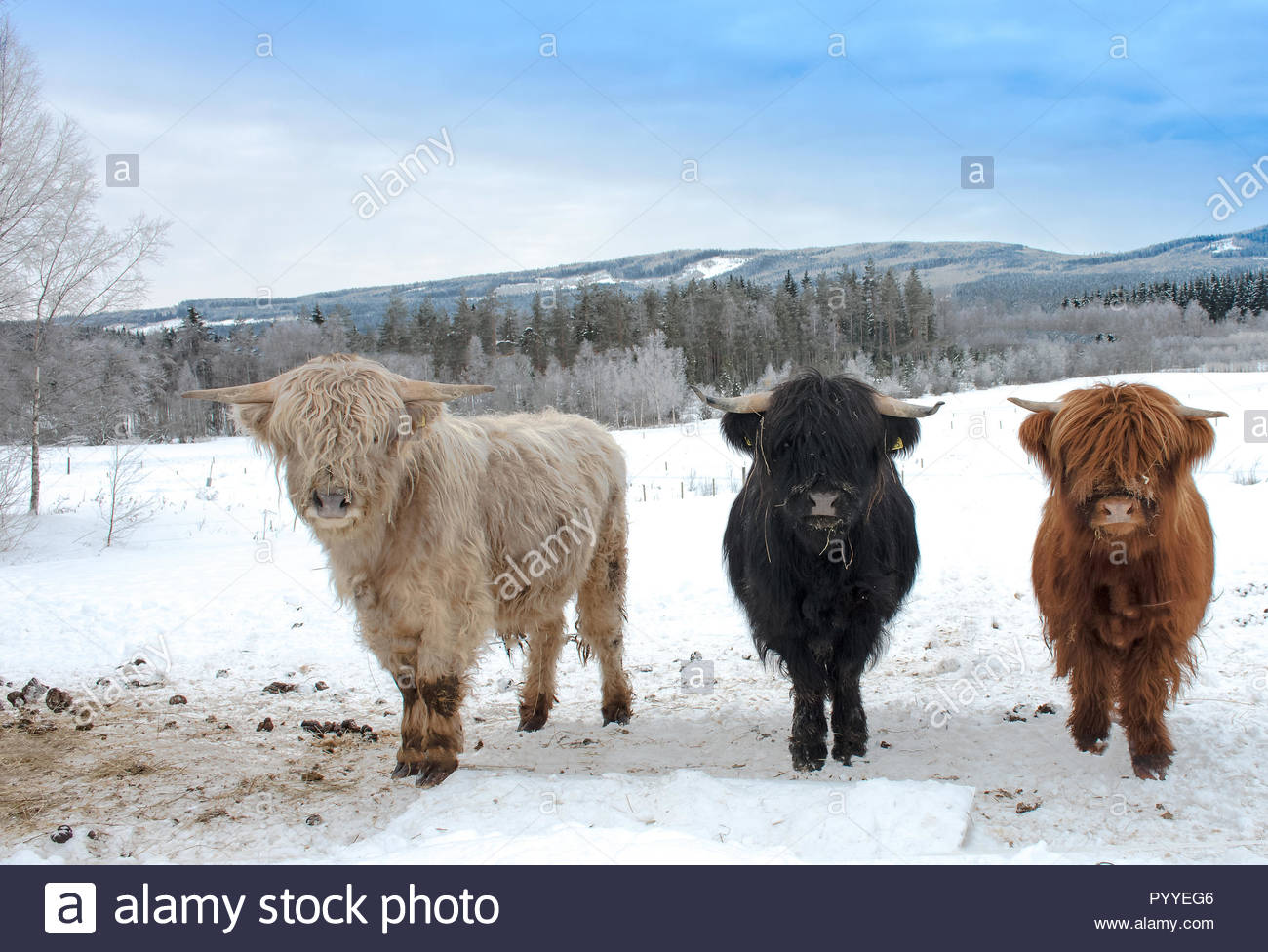 Highland Cattle Snow High Resolution Stock Photography and Images - Alamy
