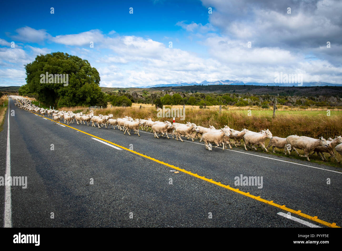 Sheep herd changing pasture on highway 94 on South Island in New Zealand Stock Photo - Alamy