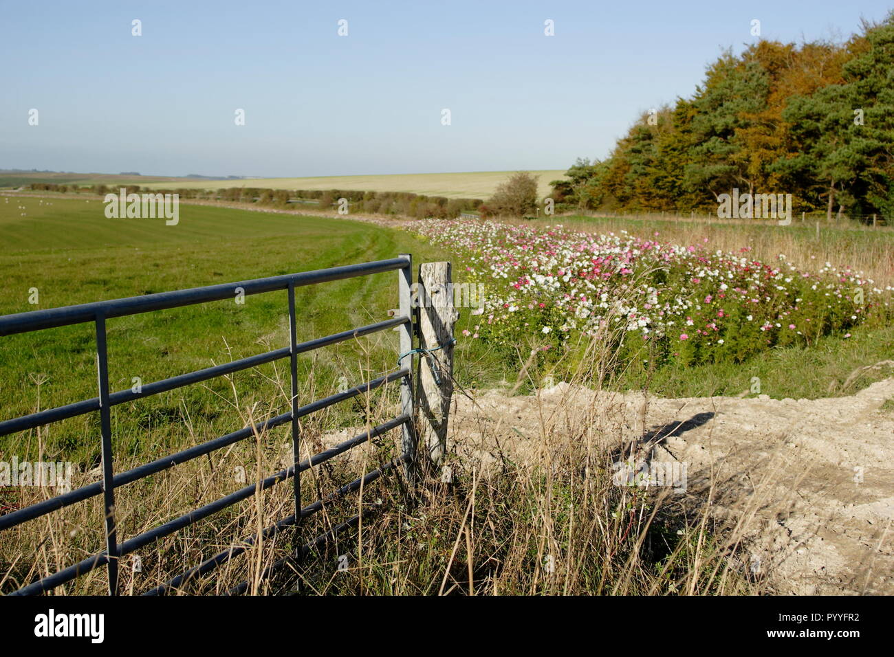 Large border of flowers in full bloom, forming wildlife haven at the ...