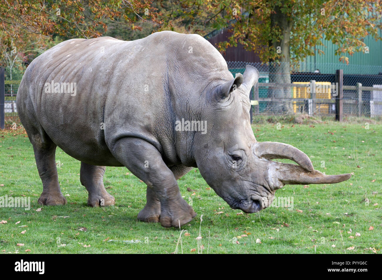 White rhino long horn hi-res stock photography and images - Alamy