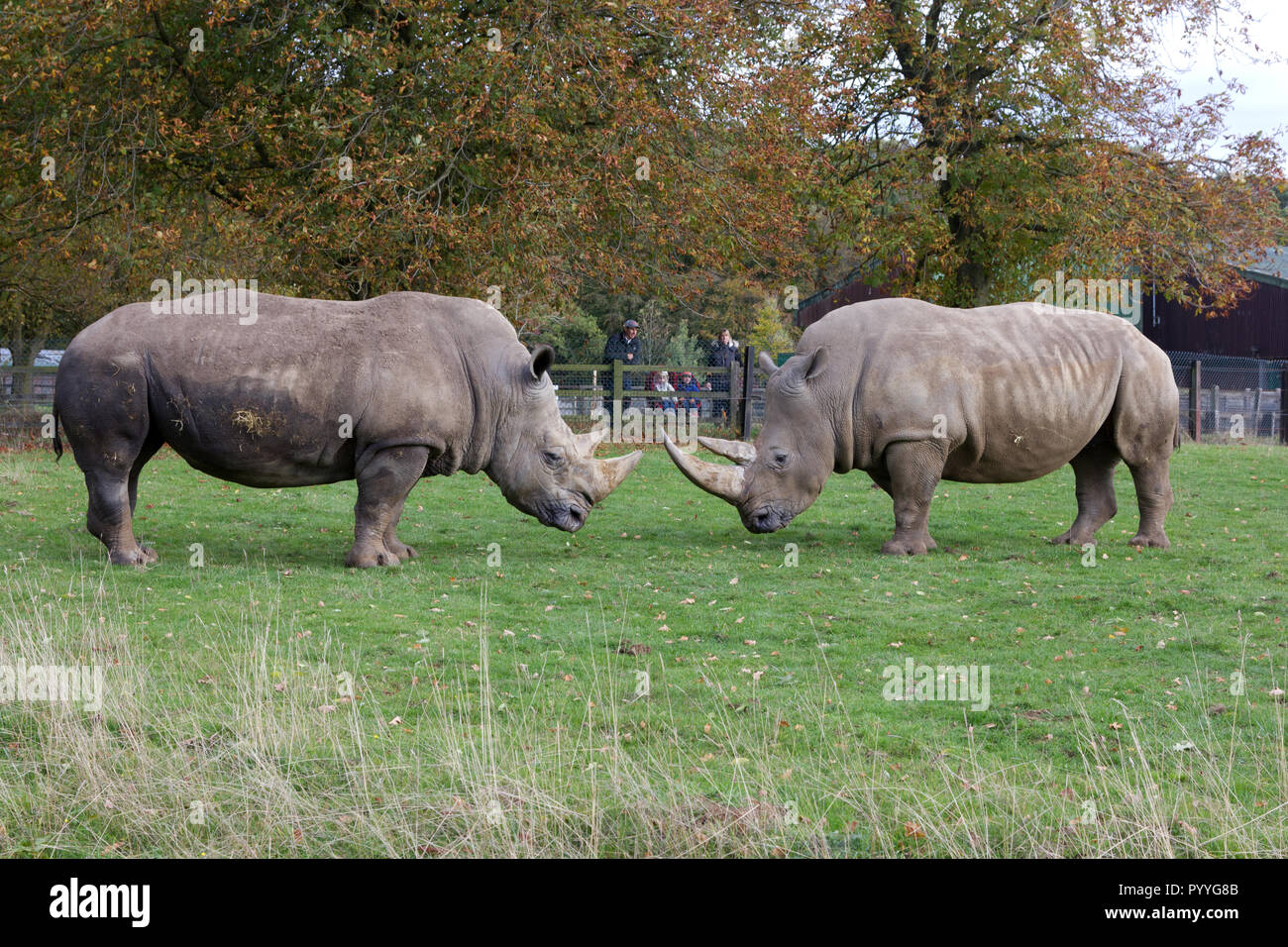 Animal standoff hi-res stock photography and images - Alamy