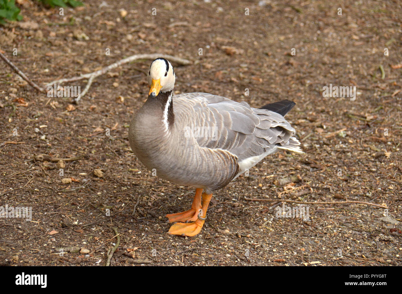 South asia native bird hi-res stock photography and images - Alamy