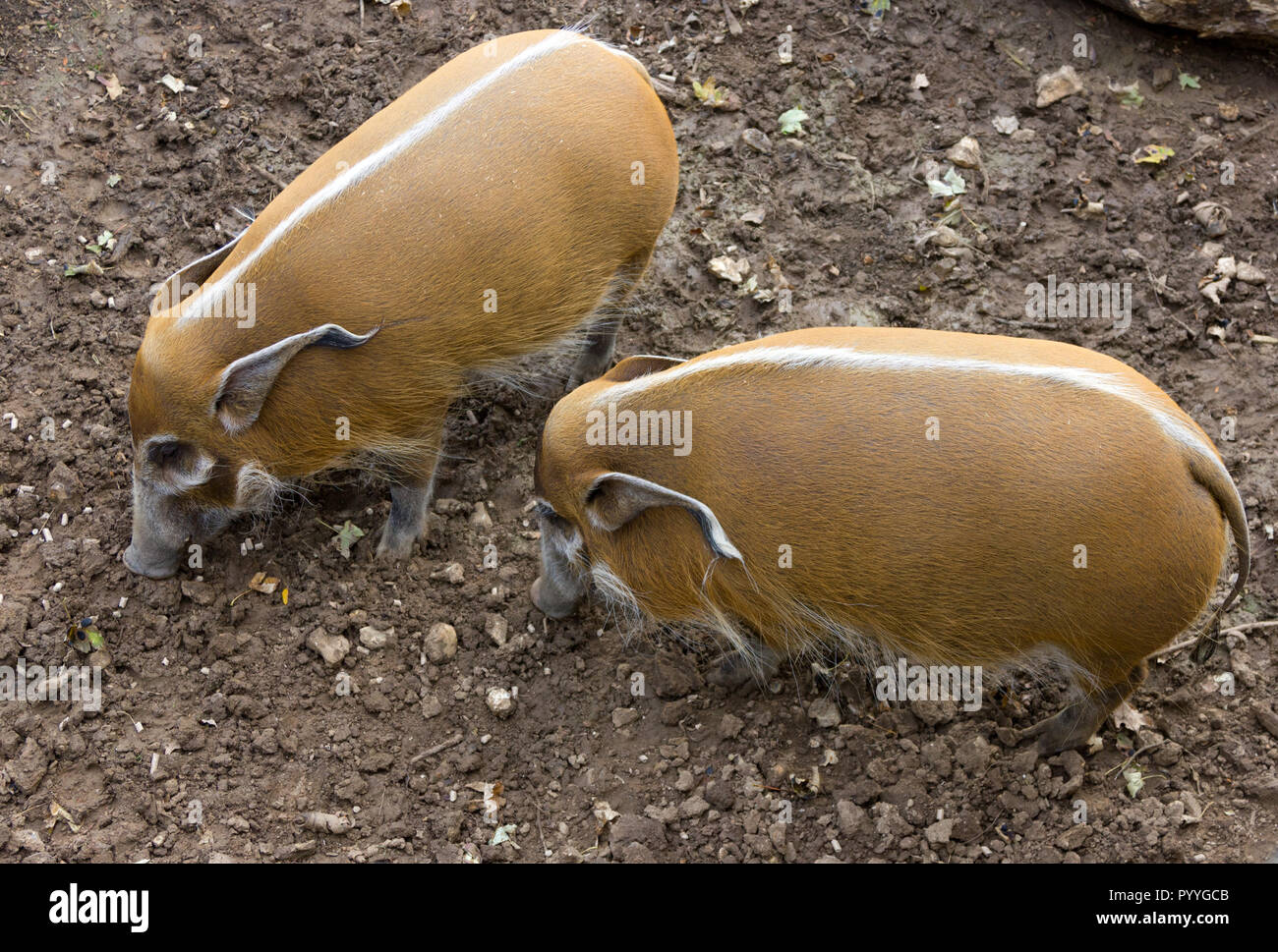 Red River Hogs or African Bush Pigs (Potomus Porcus Stock Photo - Alamy