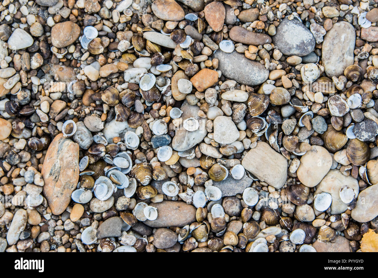 Shell texture hi-res stock photography and images - Alamy