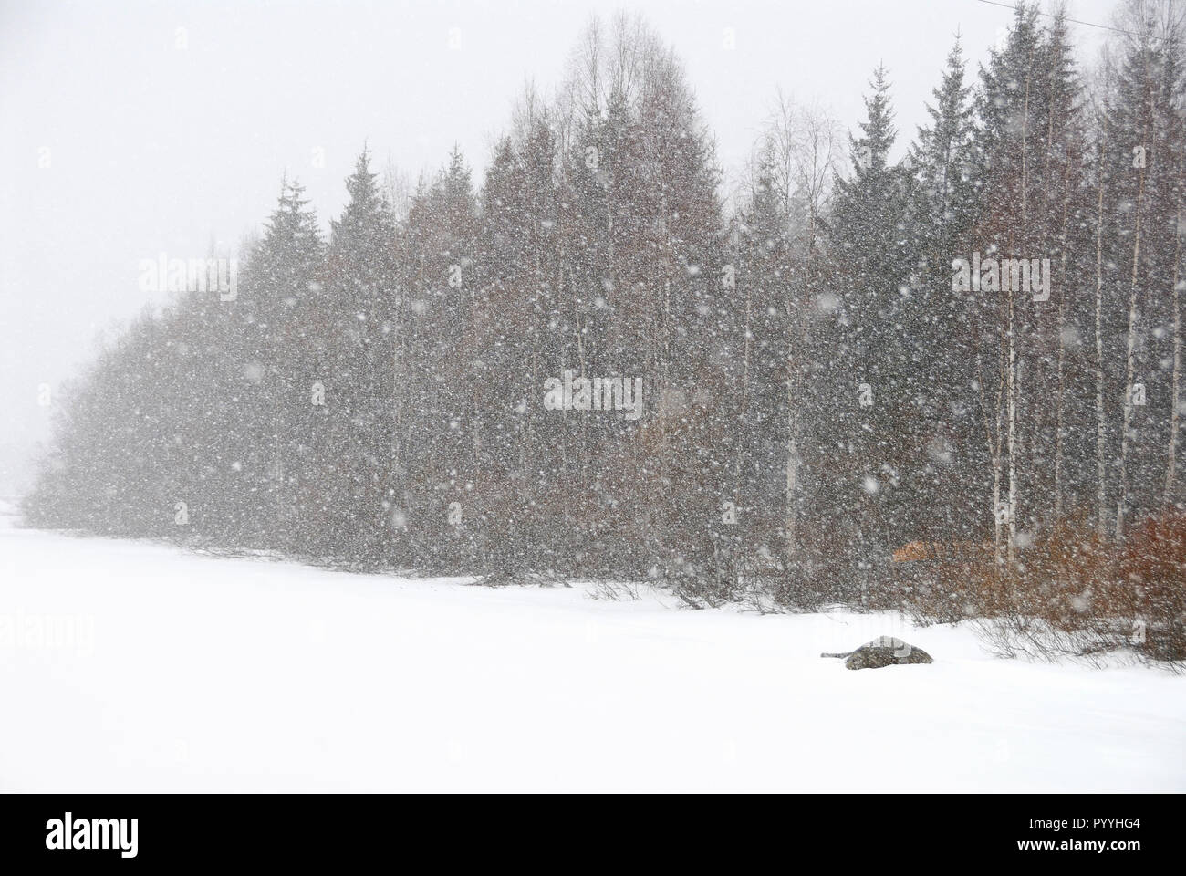 Fog snowing hi-res stock photography and images - Alamy