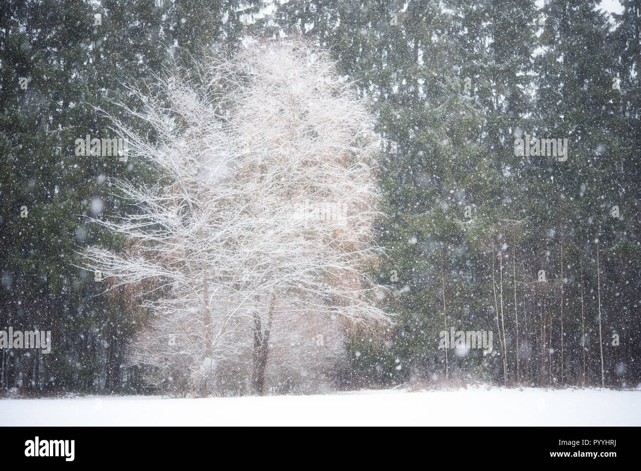Snowing landscape hi-res stock photography and images - Alamy