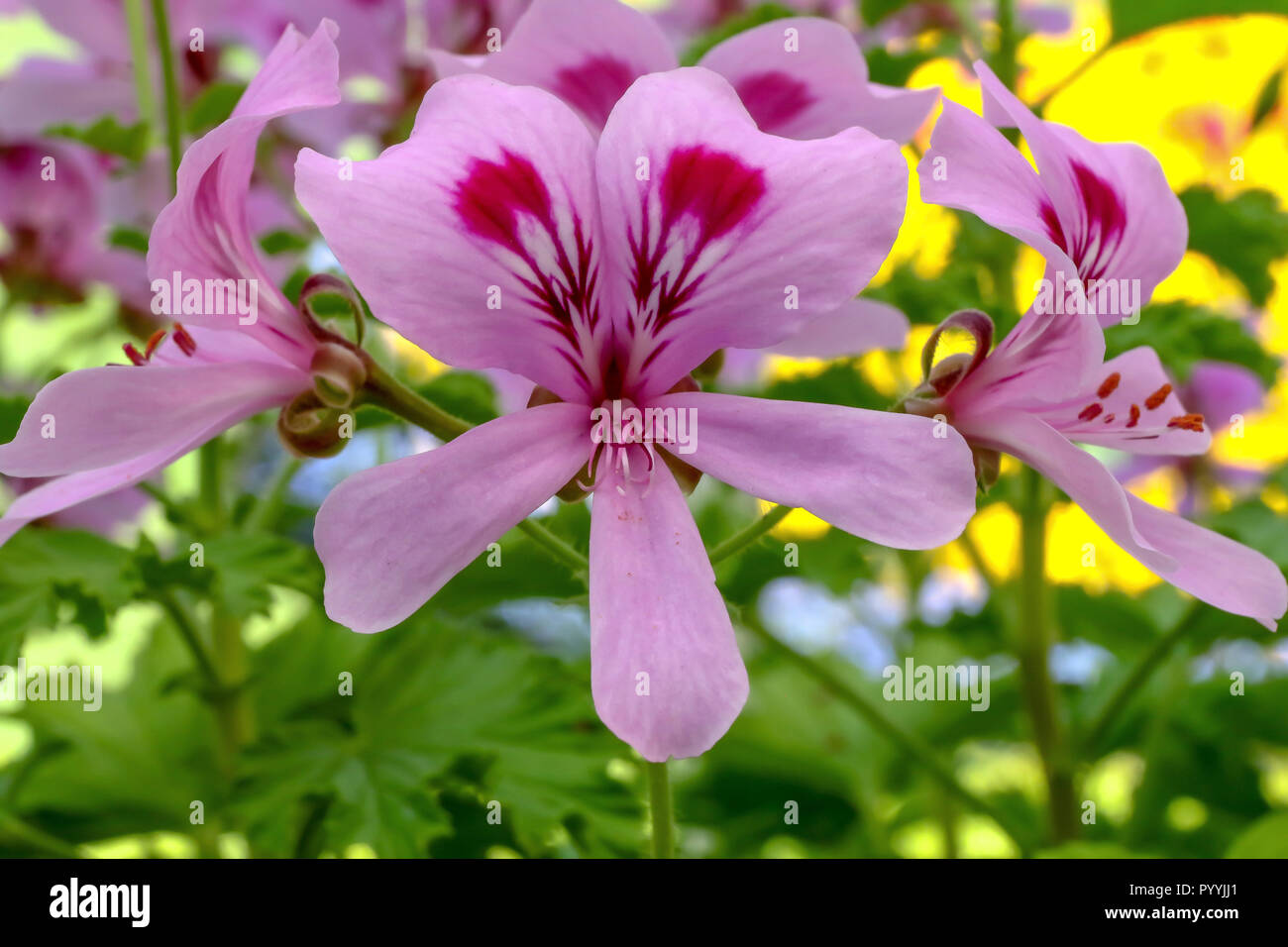Pelargonium Lemon Fancy Stock Photo - Alamy
