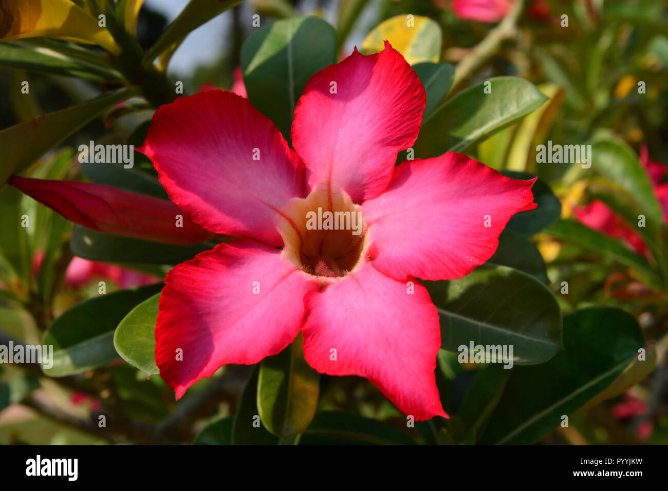 Red Desert Flower, adenium obesum Stock Photo - Alamy