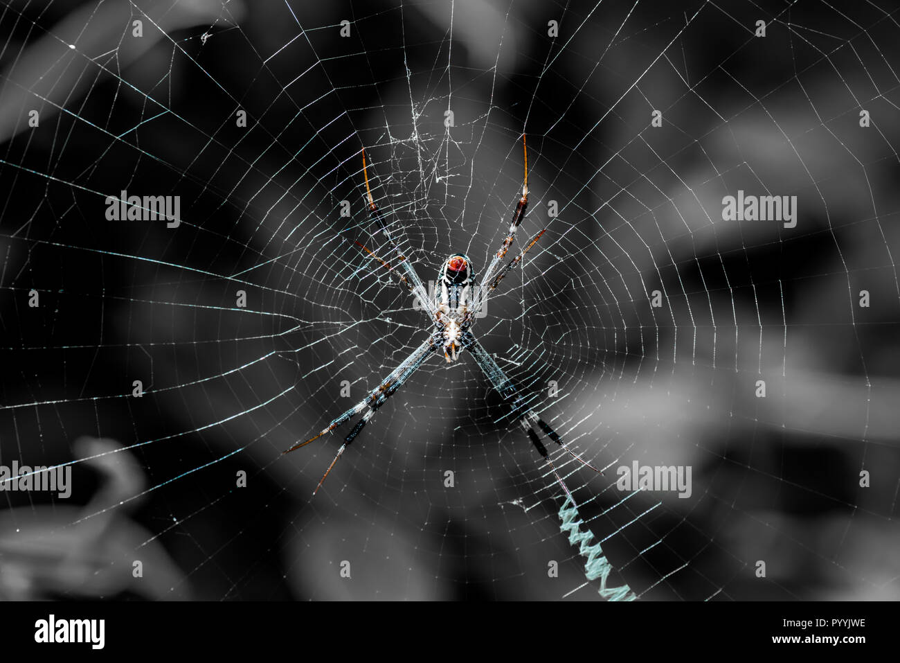 spider on the web in the forest, insect and animal Stock Photo - Alamy