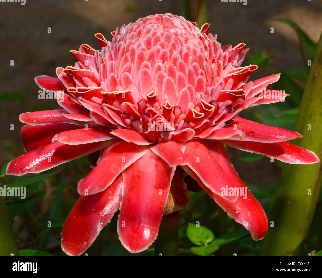 Etlingera elatior hawaii hi-res stock photography and images - Alamy