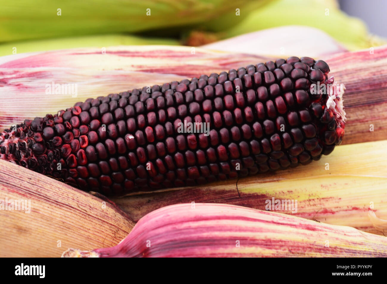Waxy corn hi-res stock photography and images - Alamy