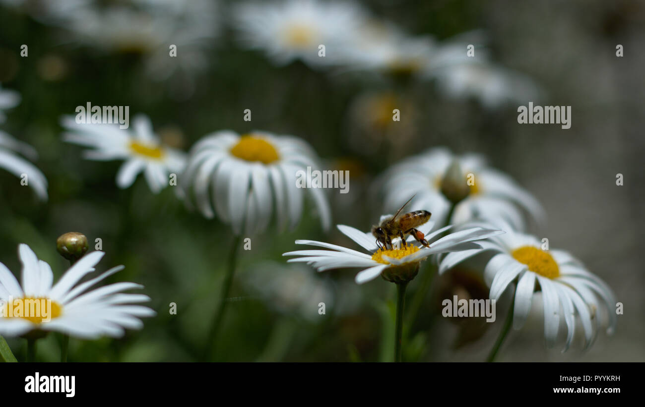Honey bee on daisy flowers Stock Photo - Alamy