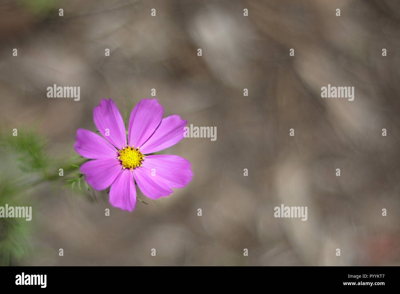 Purple pretty wildflower hi-res stock photography and images - Alamy