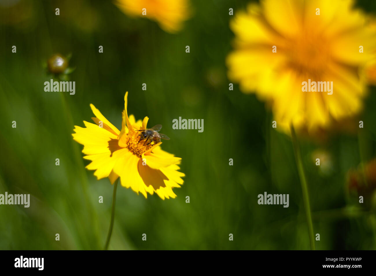 Yellow flower bee hi-res stock photography and images - Alamy