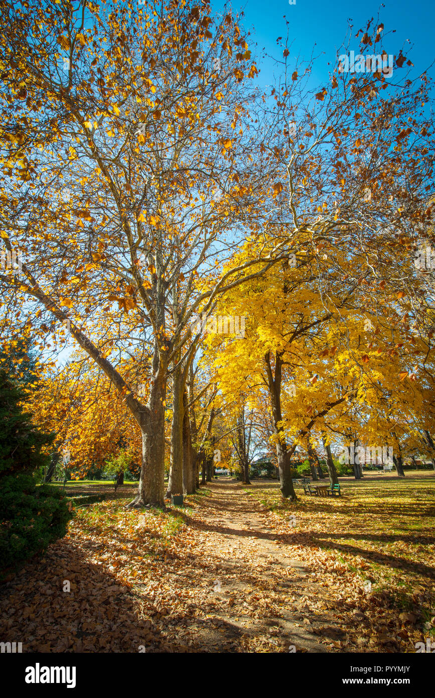 Cook Park is 4.5 hectares of parkland in the heart of Orange. Built ...