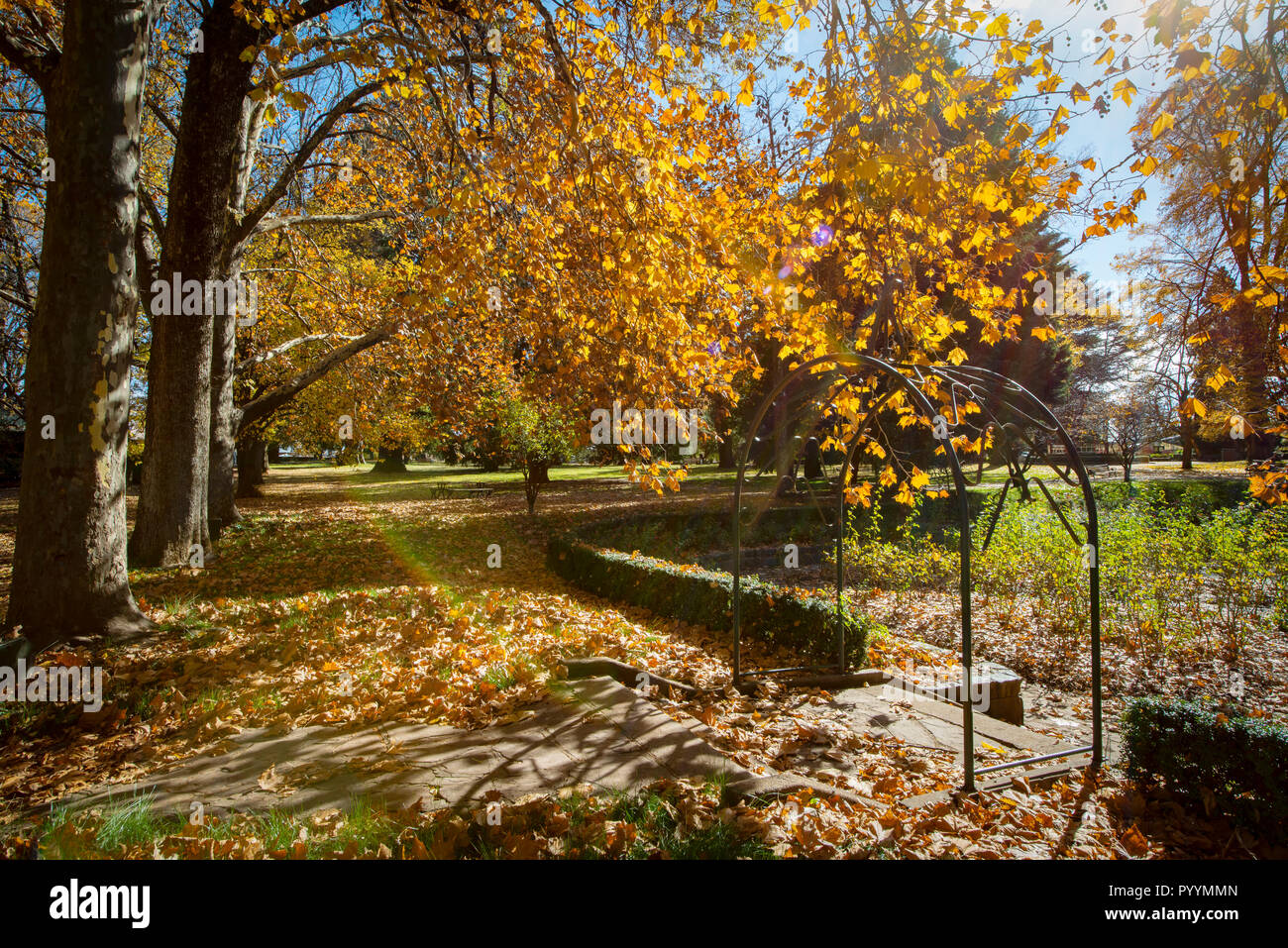 fallen, scattered, leaf, leaves Stock Photo - Alamy