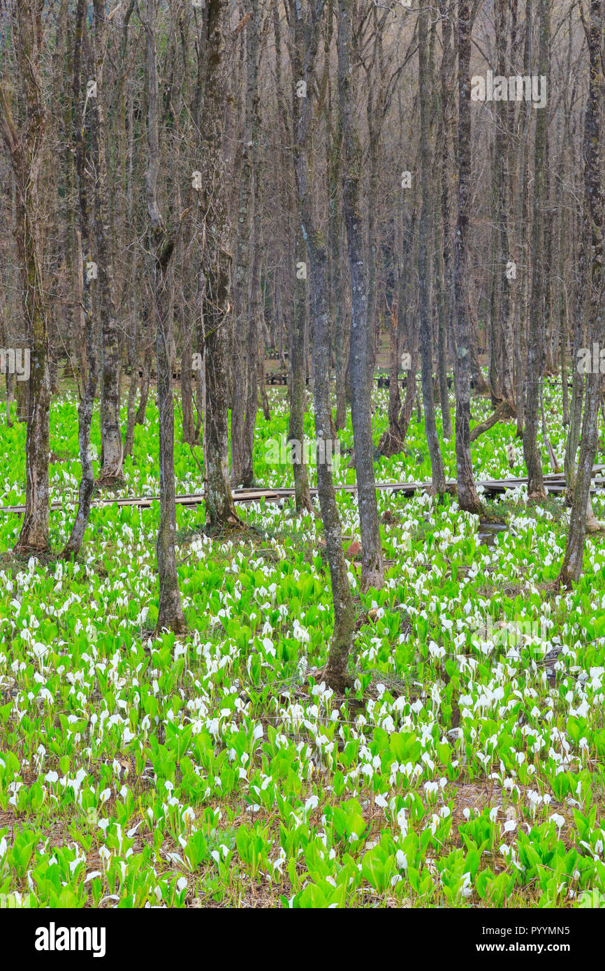 Japan tohoku region akita prefecture hi-res stock photography and ...