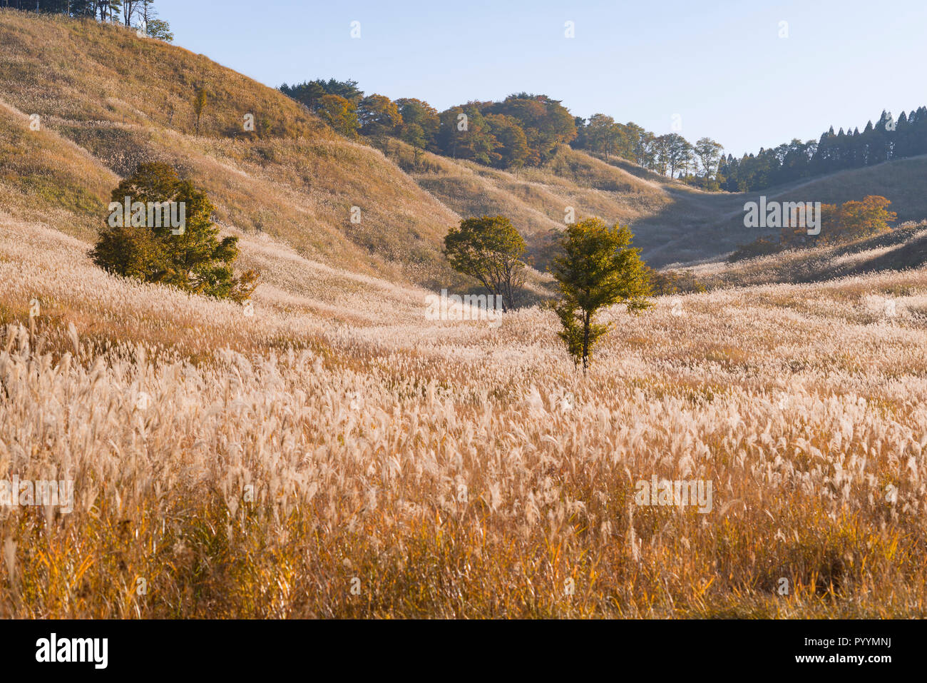 Hyogo region hi-res stock photography and images - Alamy