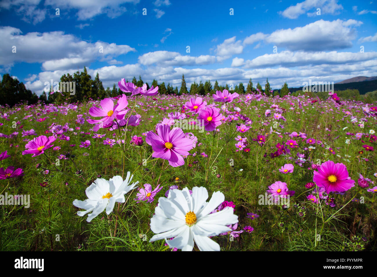 Tsuruoka yamagata hi-res stock photography and images - Alamy