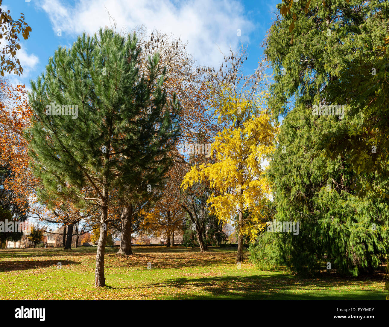 Cook Park is 4.5 hectares of parkland in the heart of Orange. Built ...