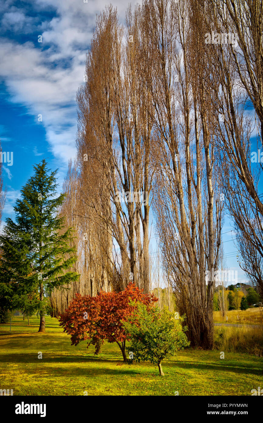 Poplar trees in parkland area of the small town of Molong in New South ...
