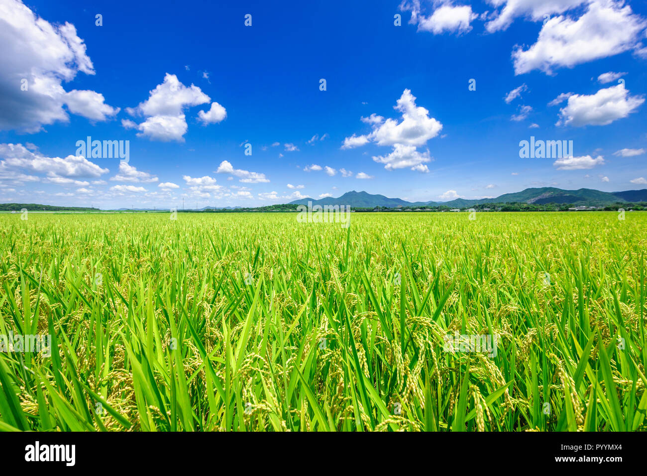 Satsuma water hi-res stock photography and images - Alamy