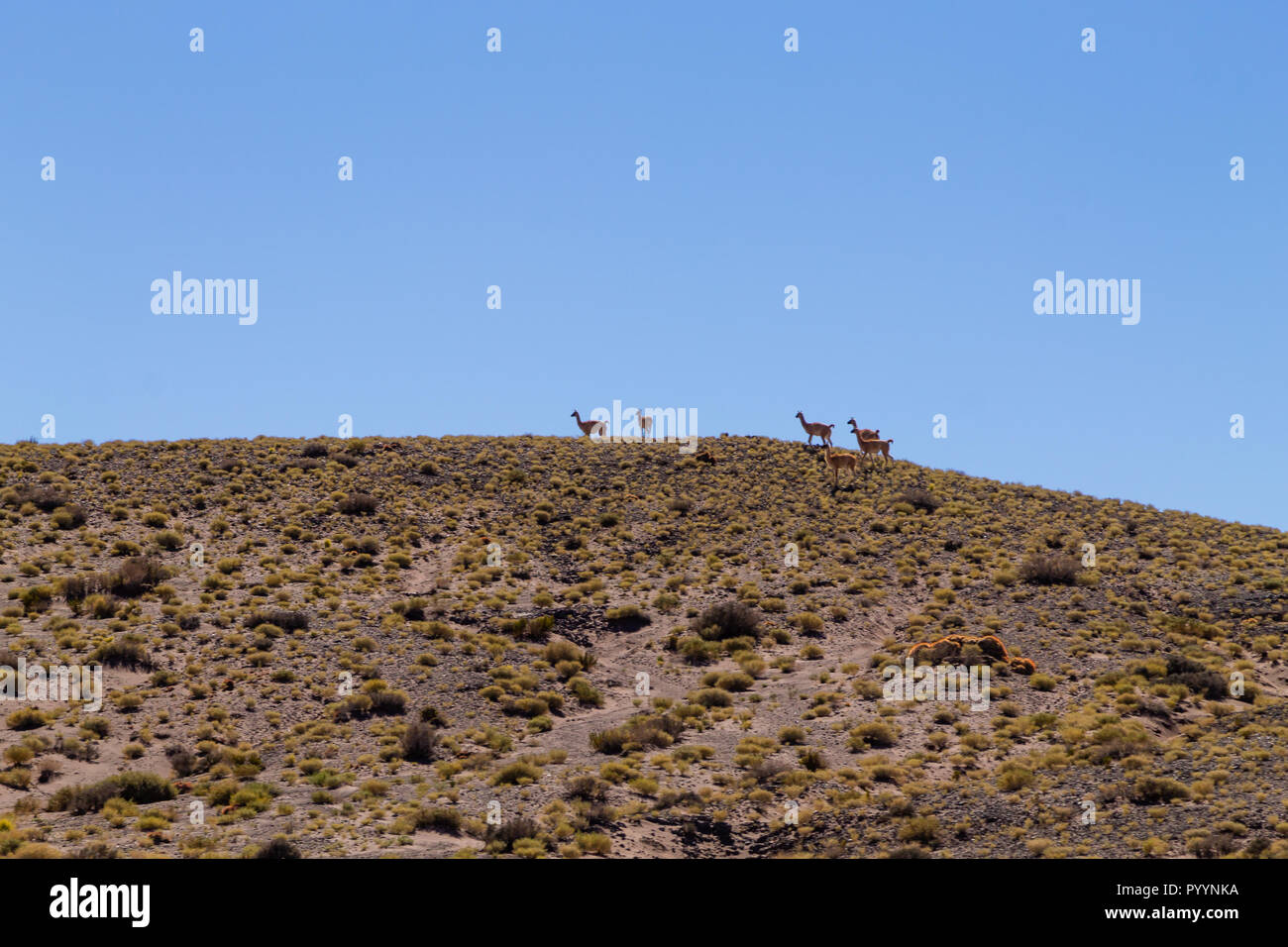 Chilean mountains landscape,Chile.Andean plateau view Stock Photo - Alamy