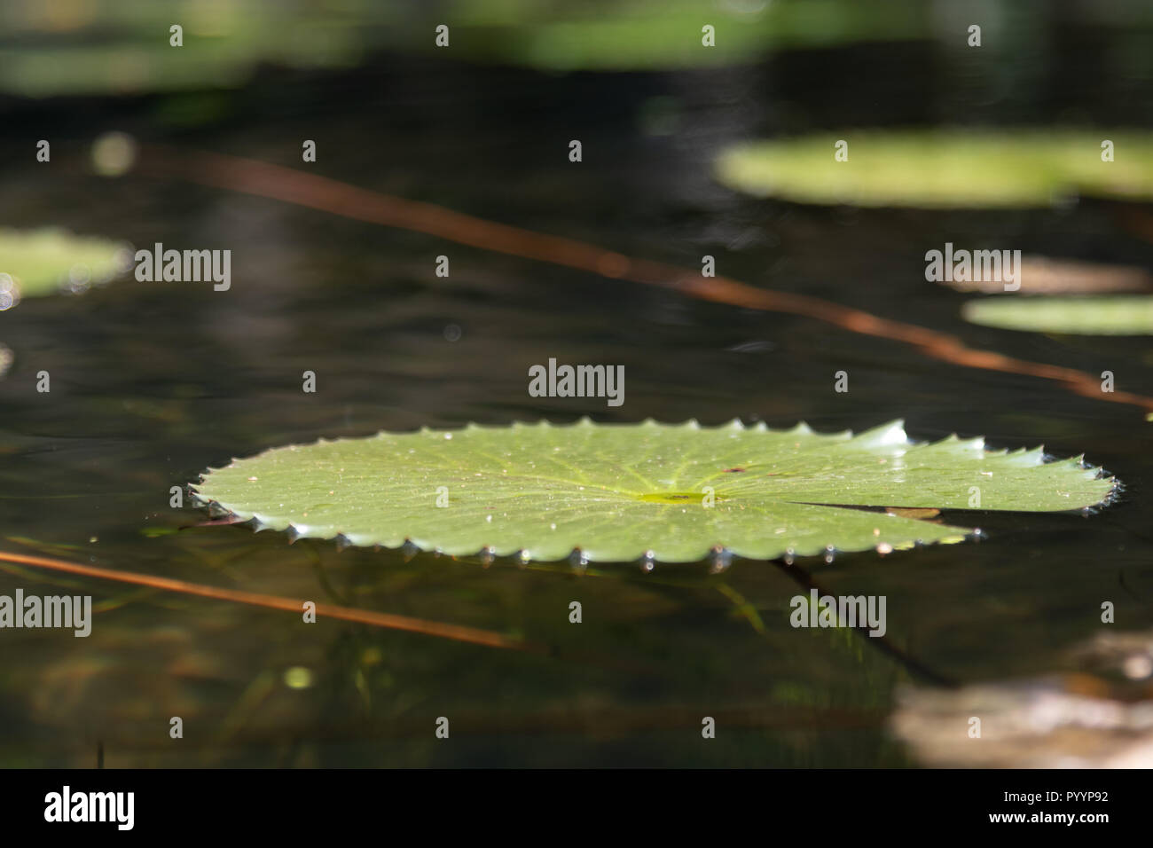 Lotus plant underwater hi-res stock photography and images - Alamy