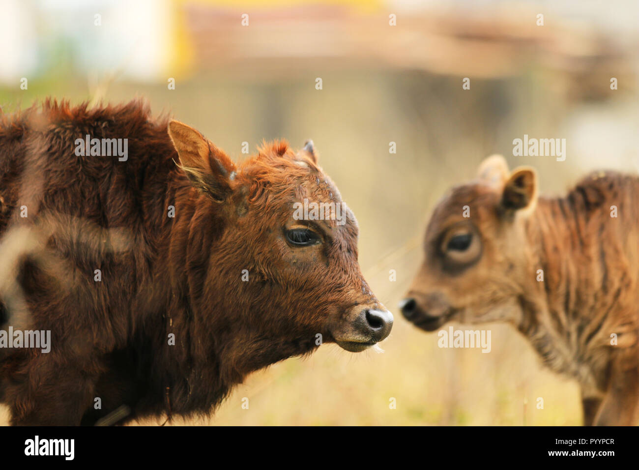 A Cow and a calf Stock Photo - Alamy
