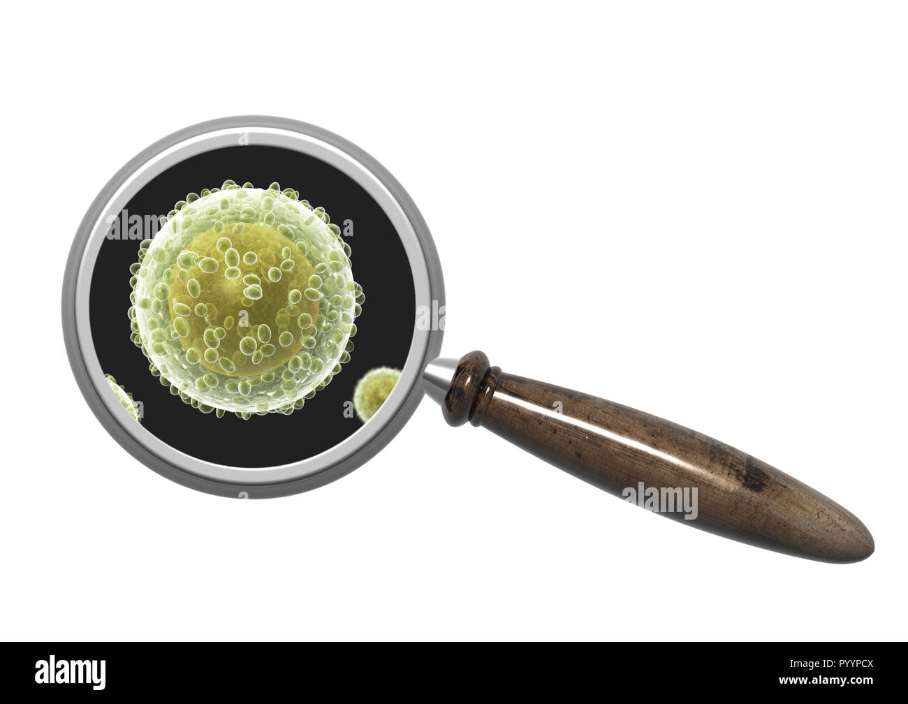 Magnifying glass and pathogen bacteria. Isolated on white background ...