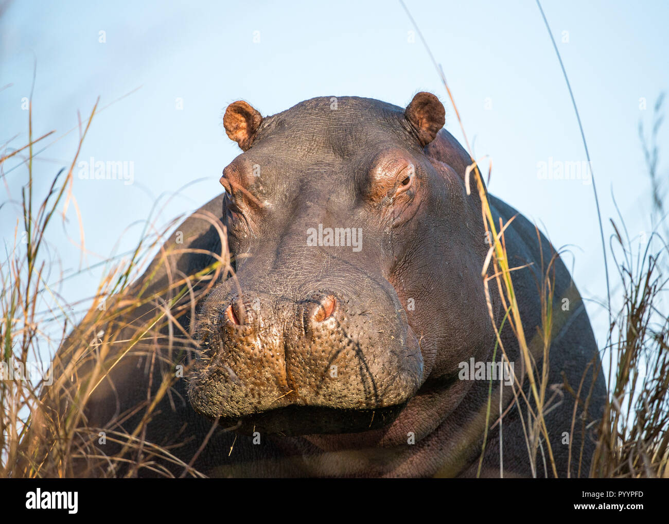 Large hippo face to face Stock Photo - Alamy