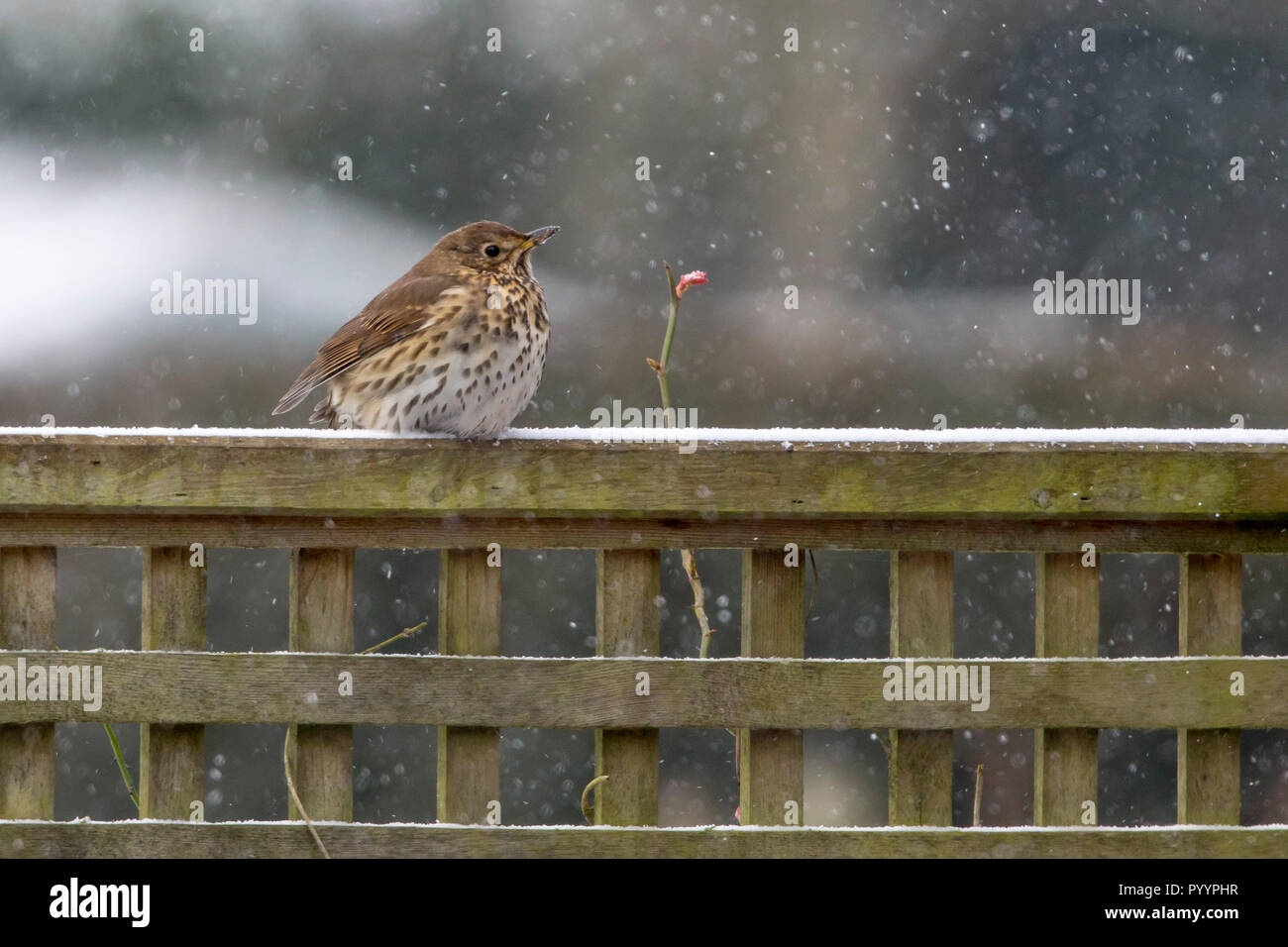 Song Thrush perched on a trellis in a garden in the snow, March 2018 ...