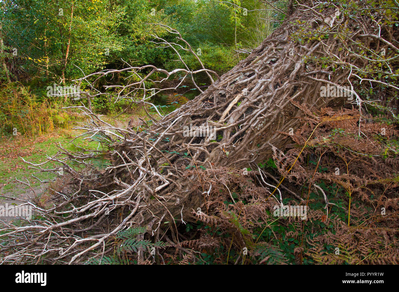 Dead ivy branches hi-res stock photography and images - Alamy