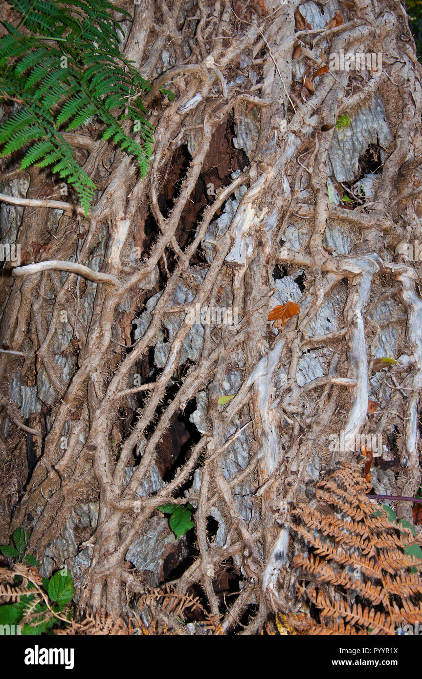 Dead ivy branches hi-res stock photography and images - Alamy