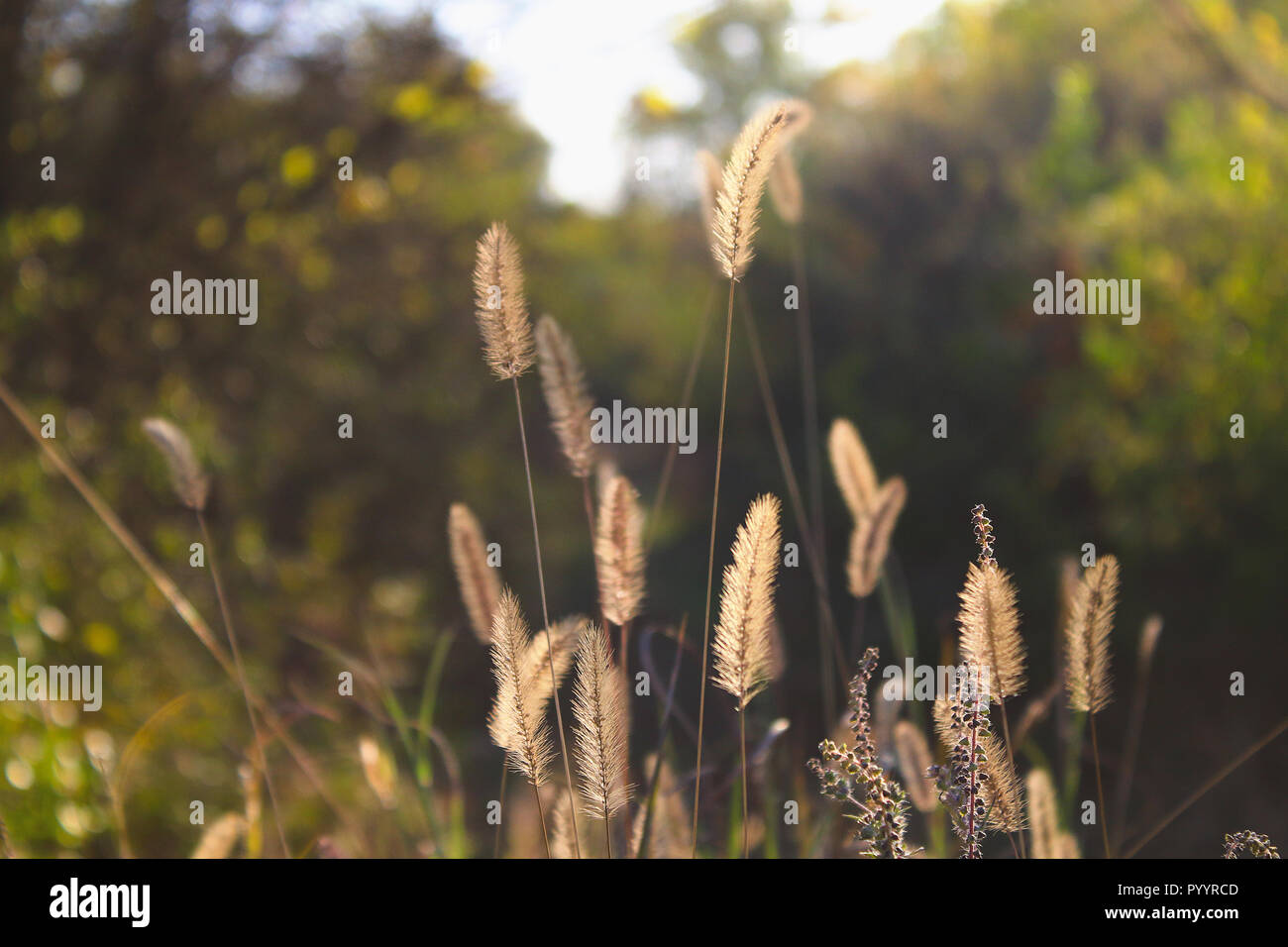Setaria pumila, yellow foxtail, yellow bristle-grass, pigeon grass or ...