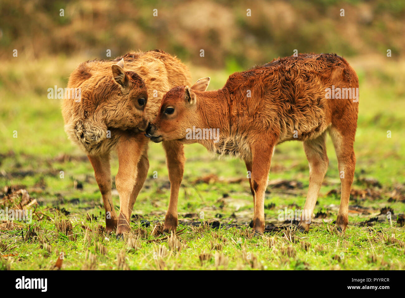 Two calves playing happily in the field Stock Photo - Alamy