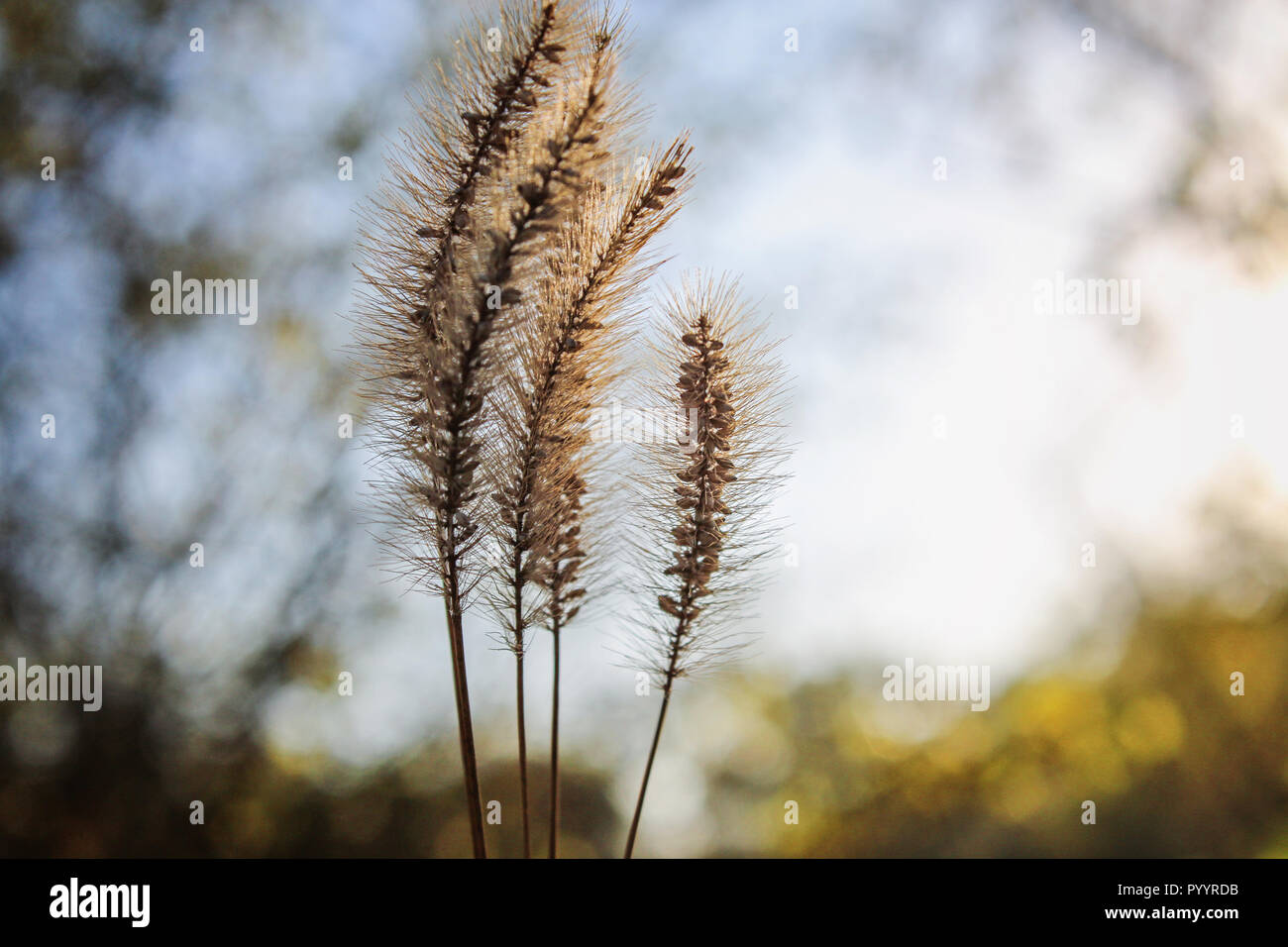 Setaria pumila, yellow foxtail, yellow bristle-grass, pigeon grass or ...