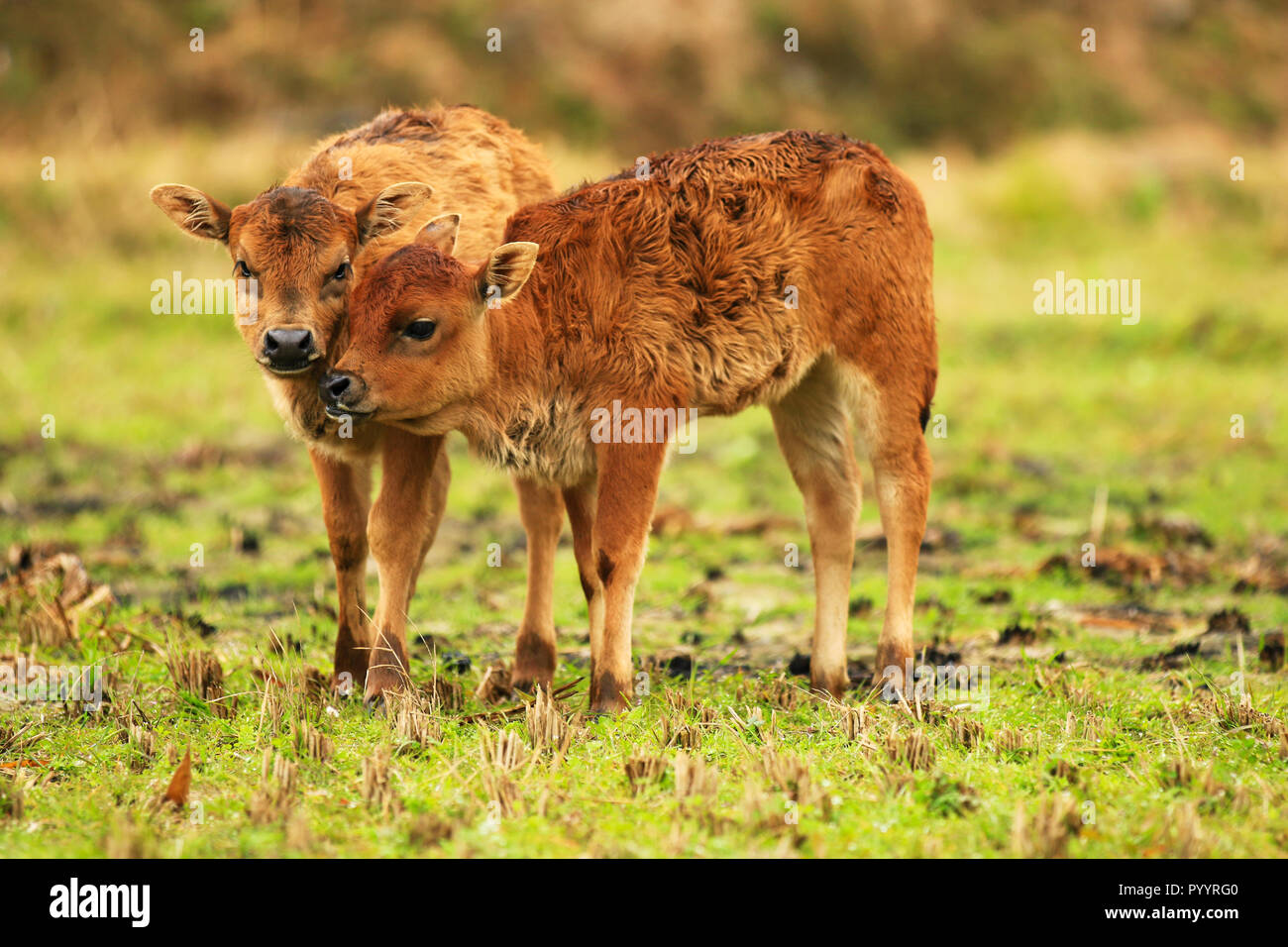 Two calves playing happily in the field Stock Photo - Alamy