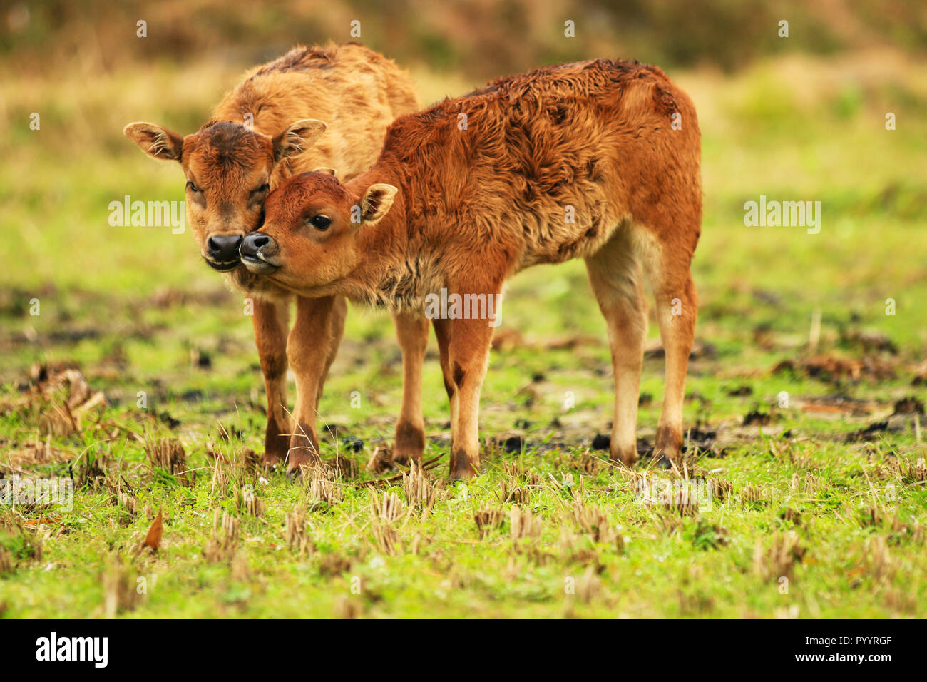Two little calves in hi-res stock photography and images - Alamy