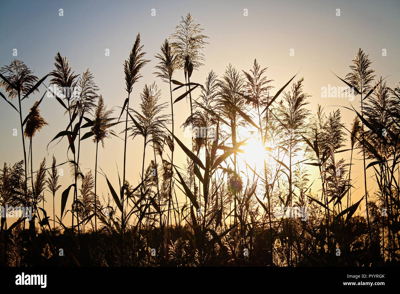 Beautiful golden sunset on the background of high grass Stock Photo - Alamy
