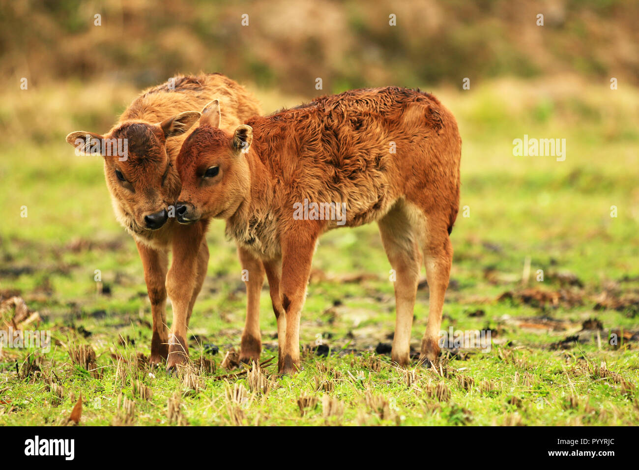 Two calves playing happily in the field Stock Photo - Alamy