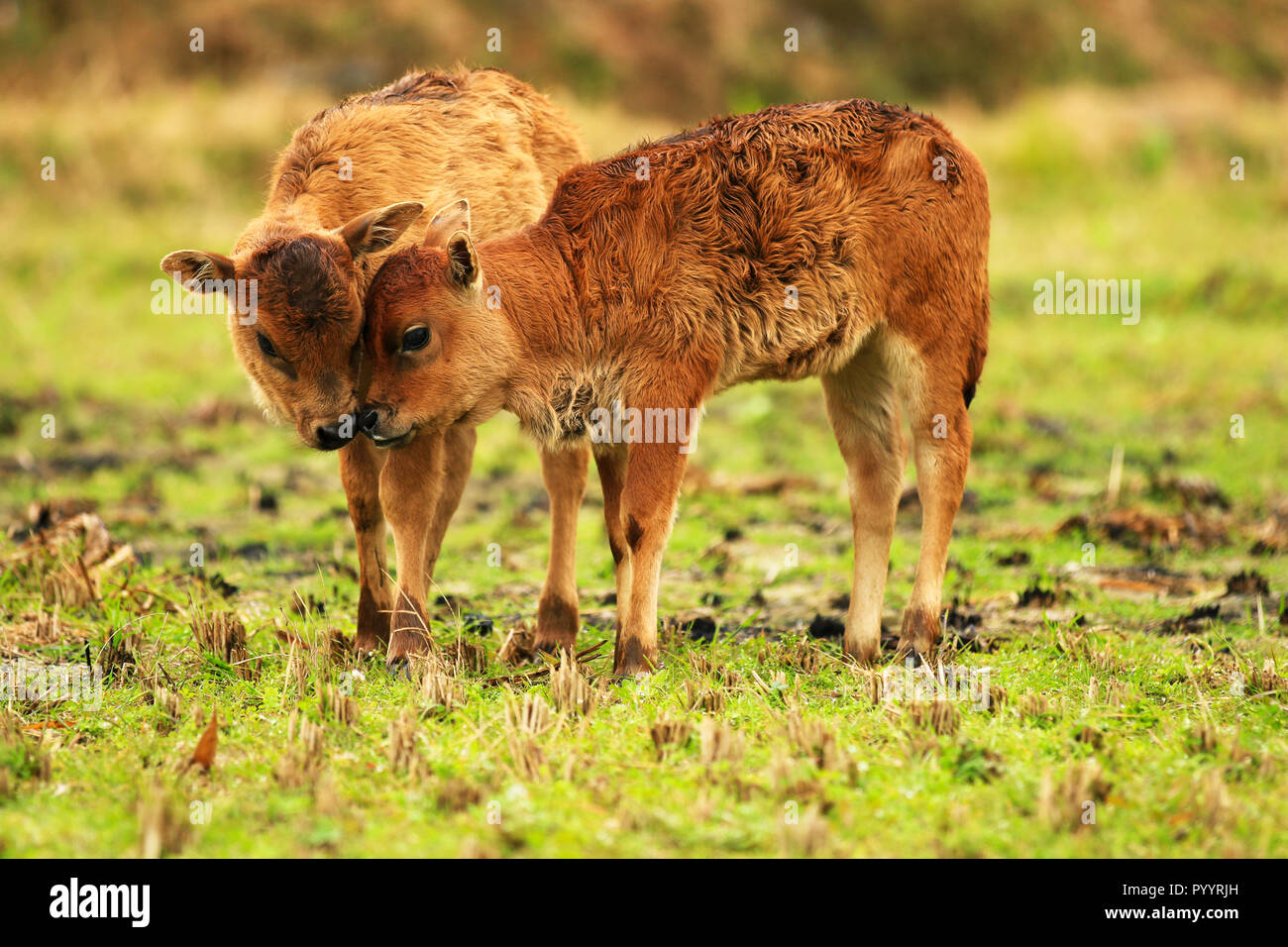 Two calves playing happily in the field Stock Photo - Alamy