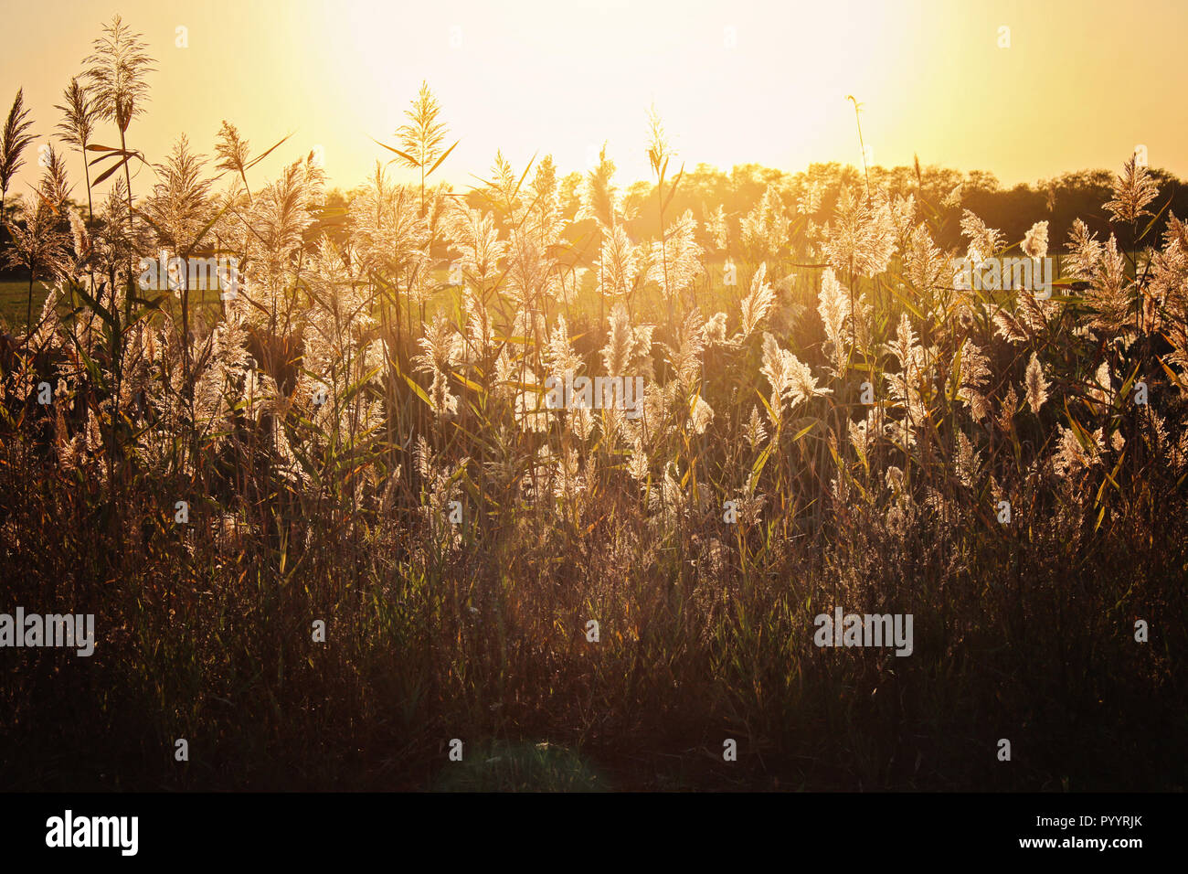 Beautiful golden sunset on the background of high grass Stock Photo - Alamy